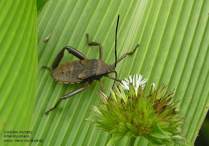 Papua Insects Foundation (Hemiptera/Heteroptera)